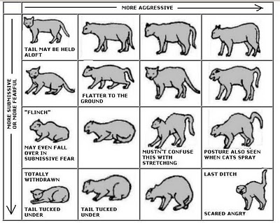 M3: Pet Sitters Australia (PSA) - Module 3 - Pet First Aid & Animal ...