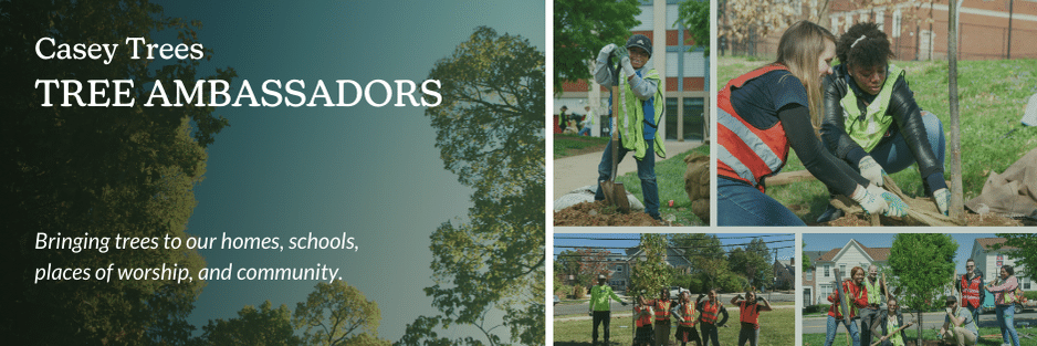 Tree Ambassadors