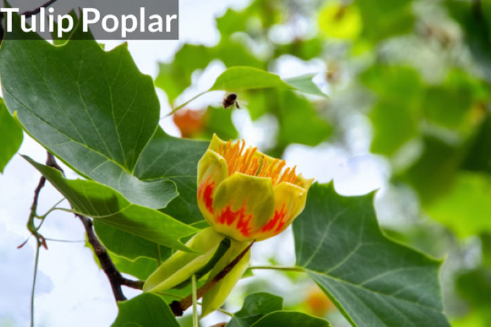 Tulip Poplar