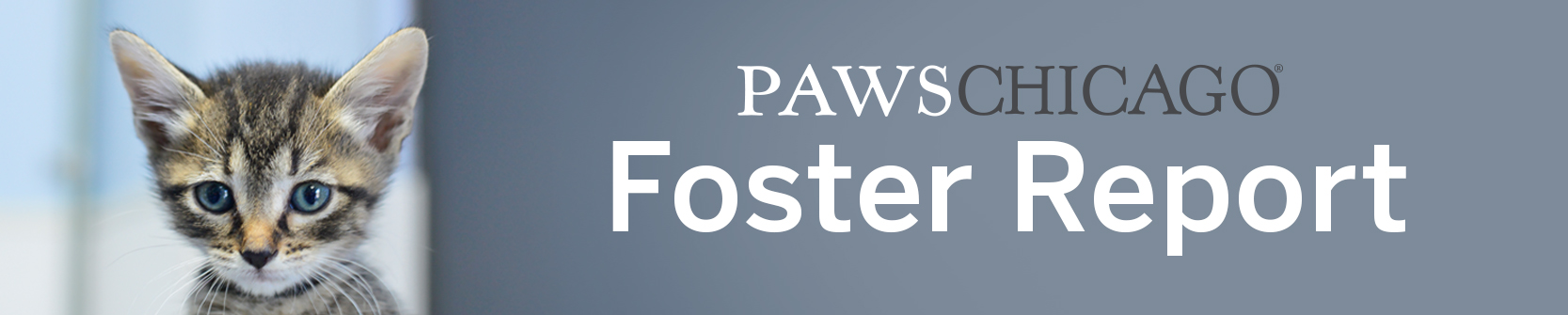 Foster Cat Report